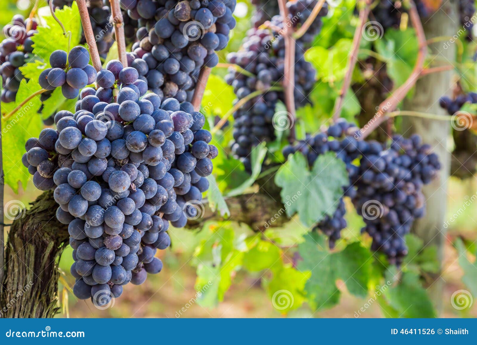 Leuchtende Trauben Auf Der Rebe Stockfoto - Bild von landwirtschaftlich ...