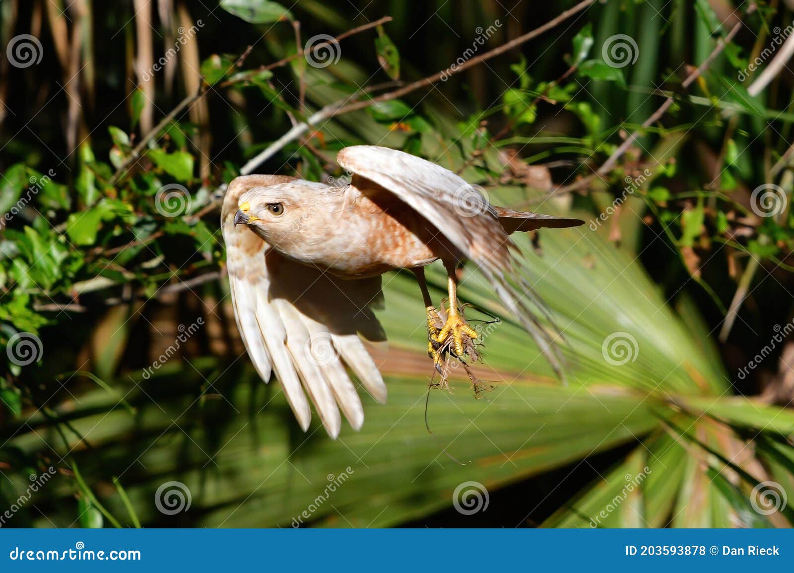 Leucistic or Albino Red Shouldered Hawk Flying Stock Photo - Image of ...