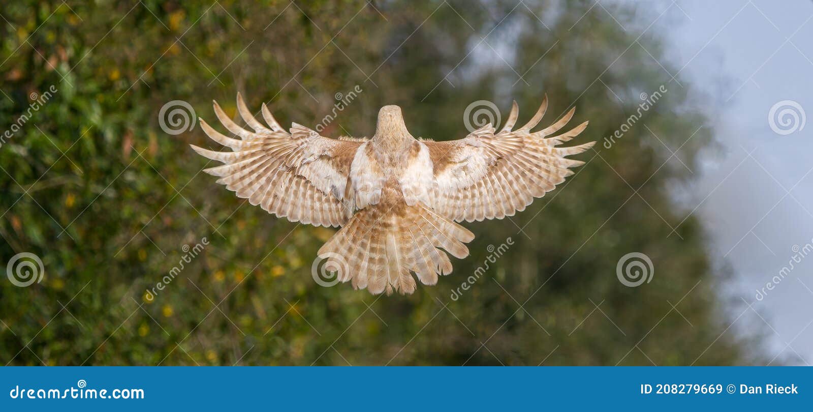 Albino Red Tailed Hawk