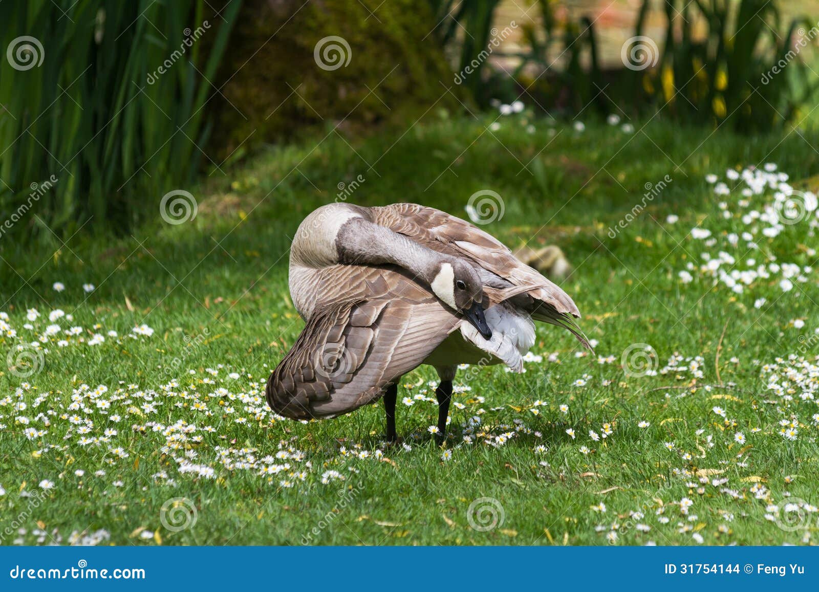 Leucistic Canada Goose stock photo. Image of white, brown - 31754144