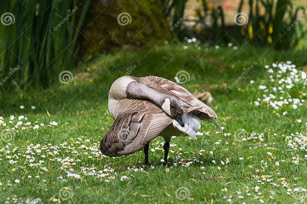 Leucistic Canada Goose stock photo. Image of white, brown - 31754144