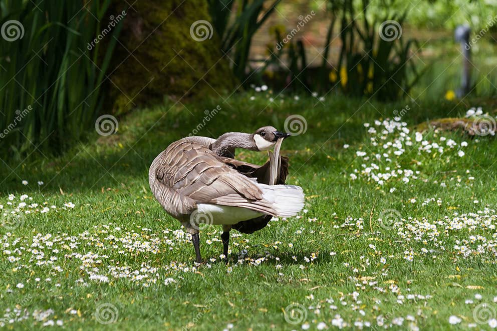 Leucistic Canada Goose stock image. Image of animal, leucistic - 68172955