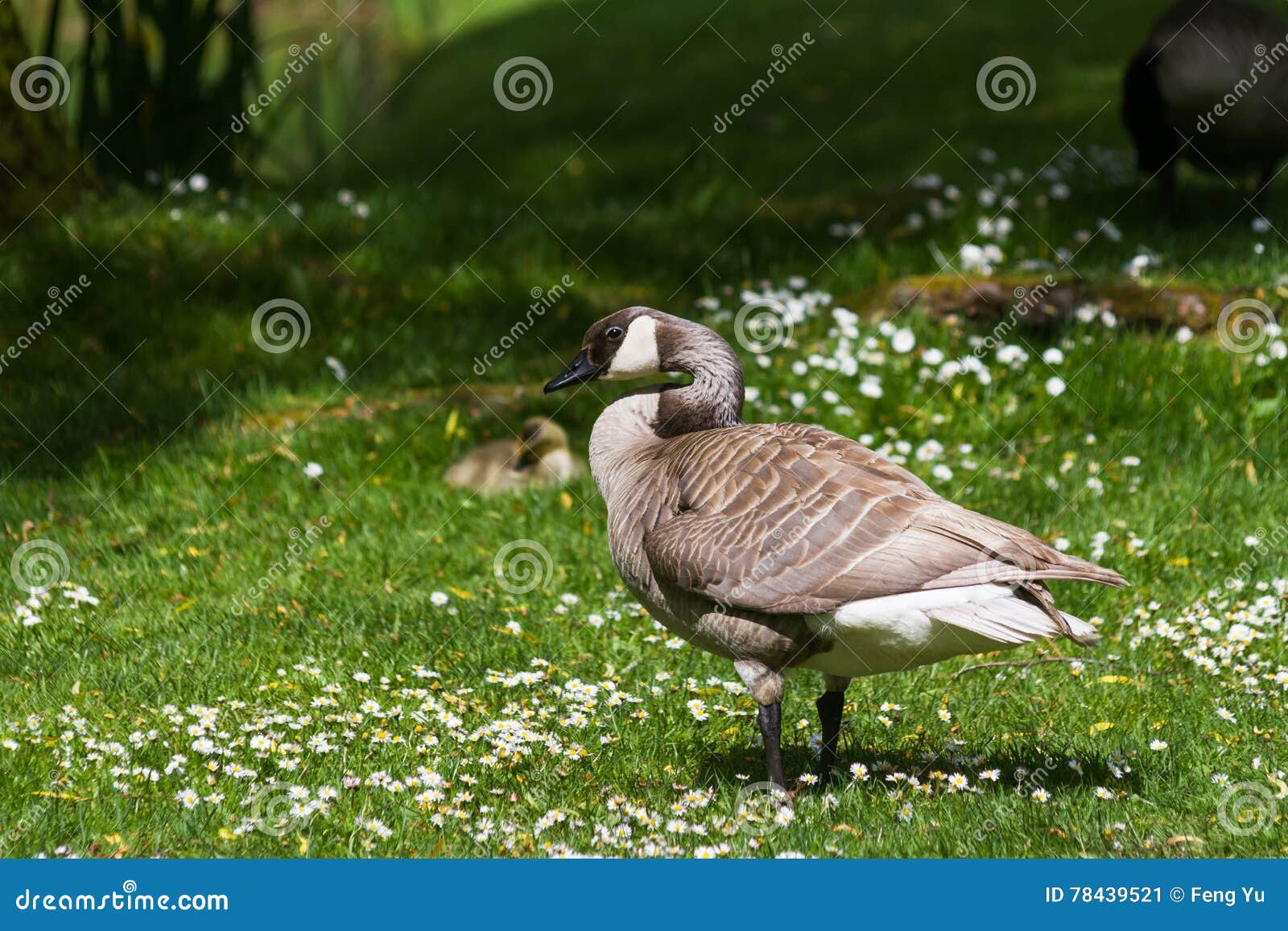 Canada Goose Leucistic Stock Photos - Free & Royalty-Free Stock Photos ...