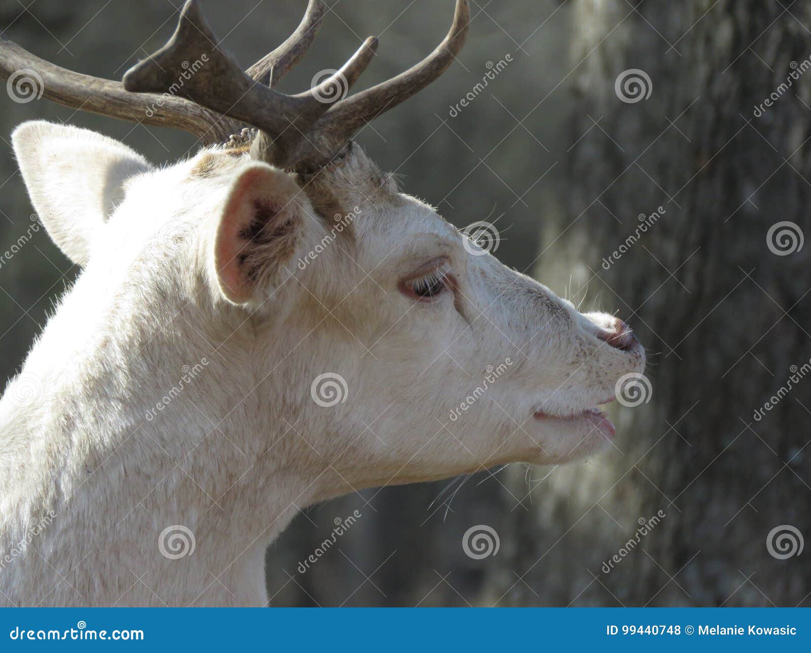 Leucistic fallow deer stock photo. Image of animal, trees - 99440748