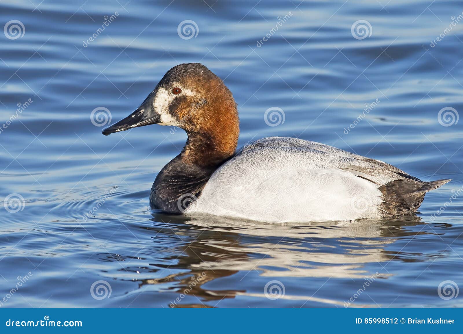 Leucistic Male Canvasback Duck Stock Photo - Image of canvas, avian ...