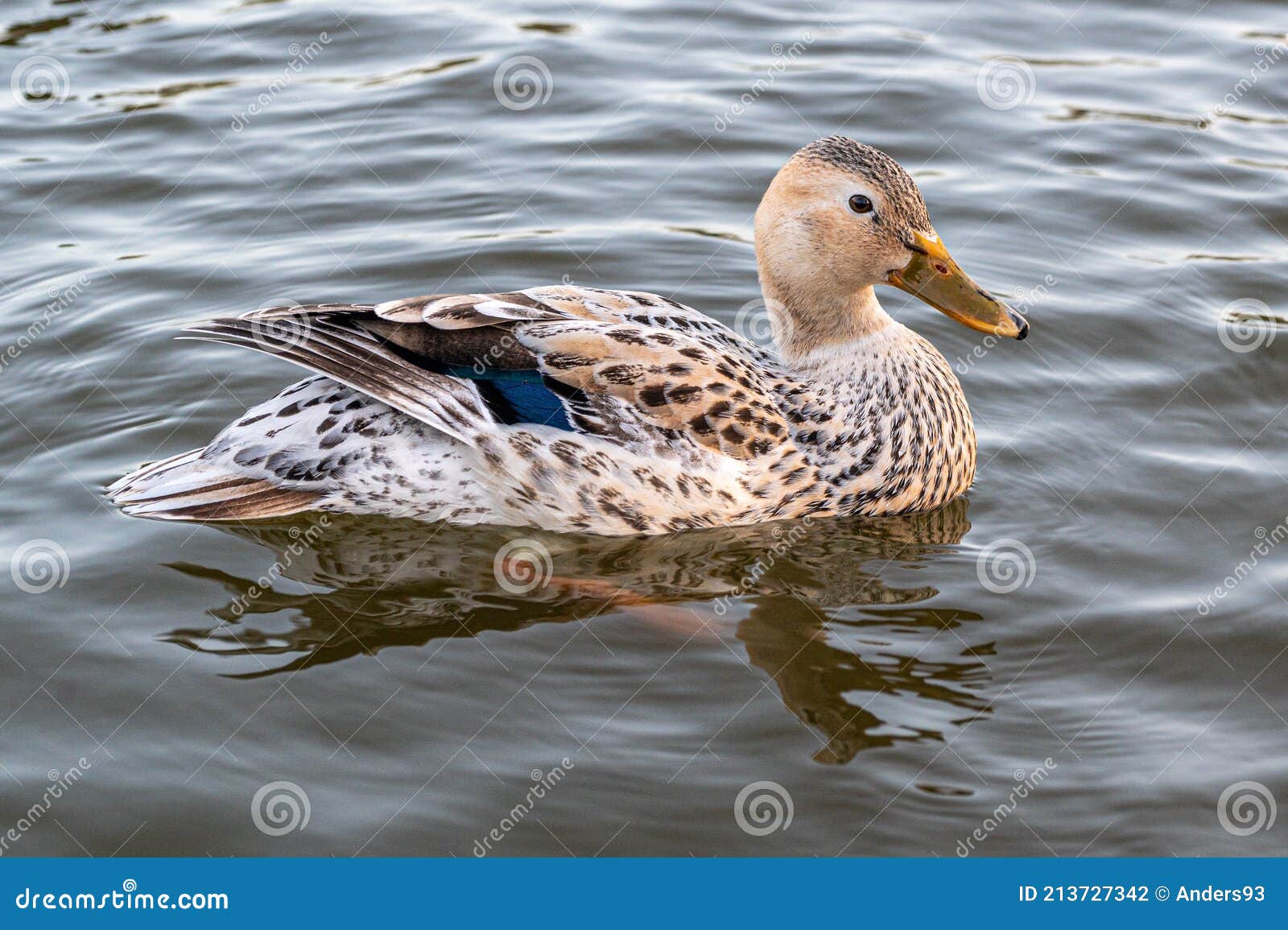 Leucistic Mallard Duck with Lighter Pigmentation Stock Photo - Image of ...