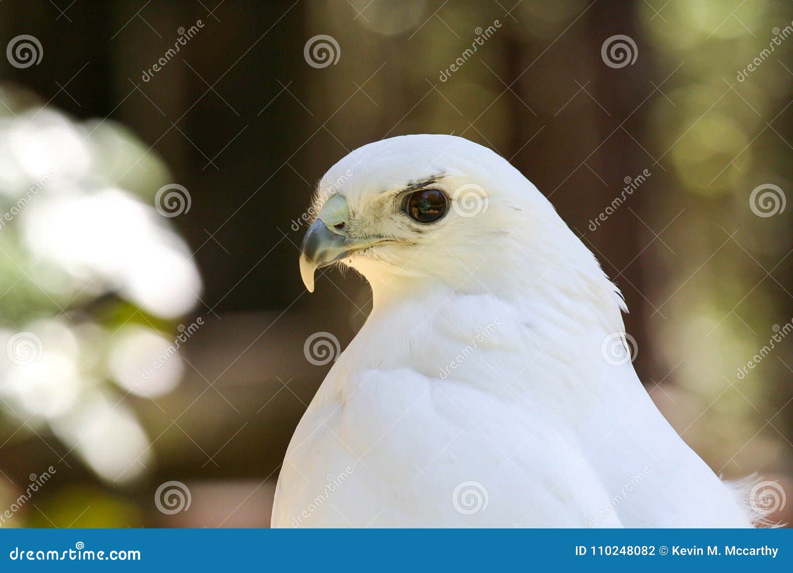 Leucistic White Red-Tailed Hawk Stock Photo - Image of genetic ...