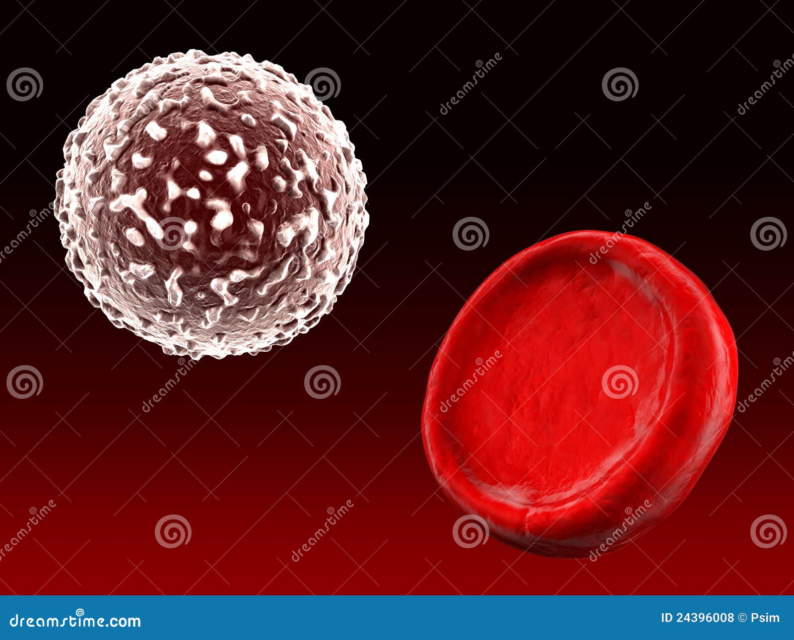 Leucocyt en rode bloedcel stock illustratie. Illustration of leukocyten ...