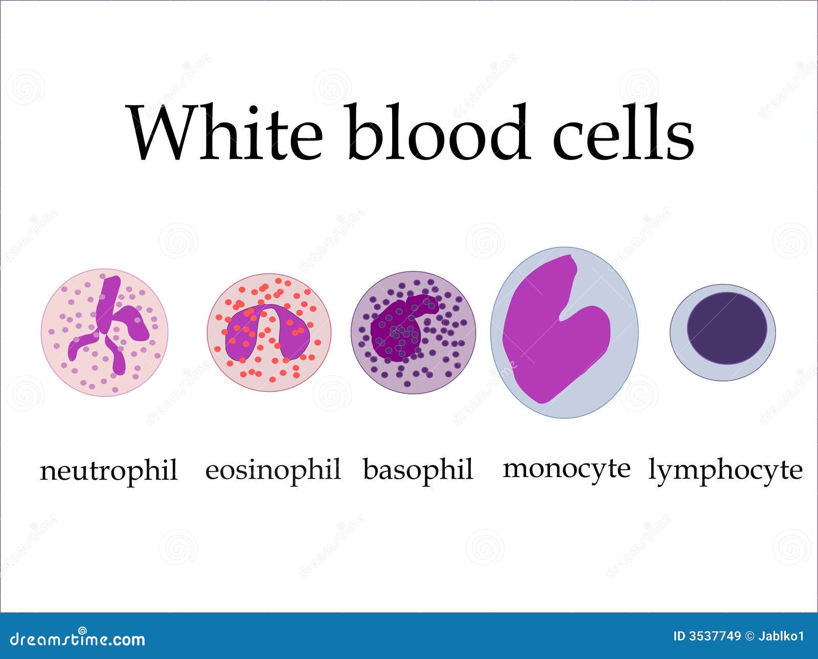 Leucocytten vector illustratie. Illustration of menselijk - 3537749