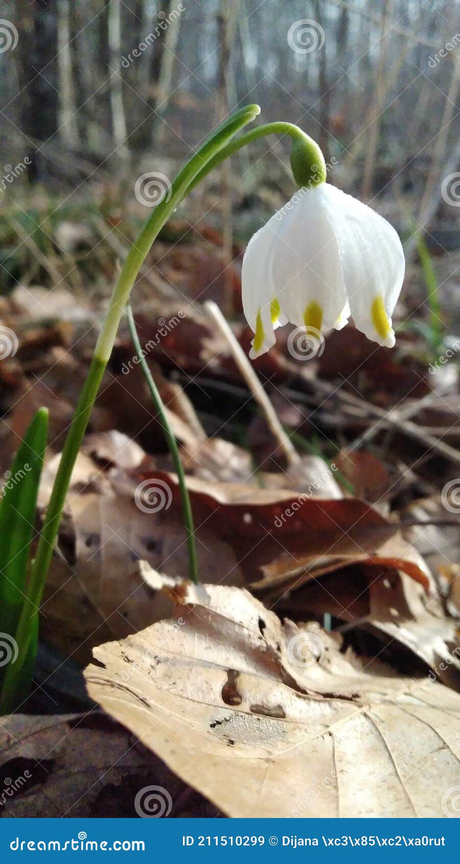 Leucojum Vernum, Spring Snowflake Blooms in the Forest Stock Image ...