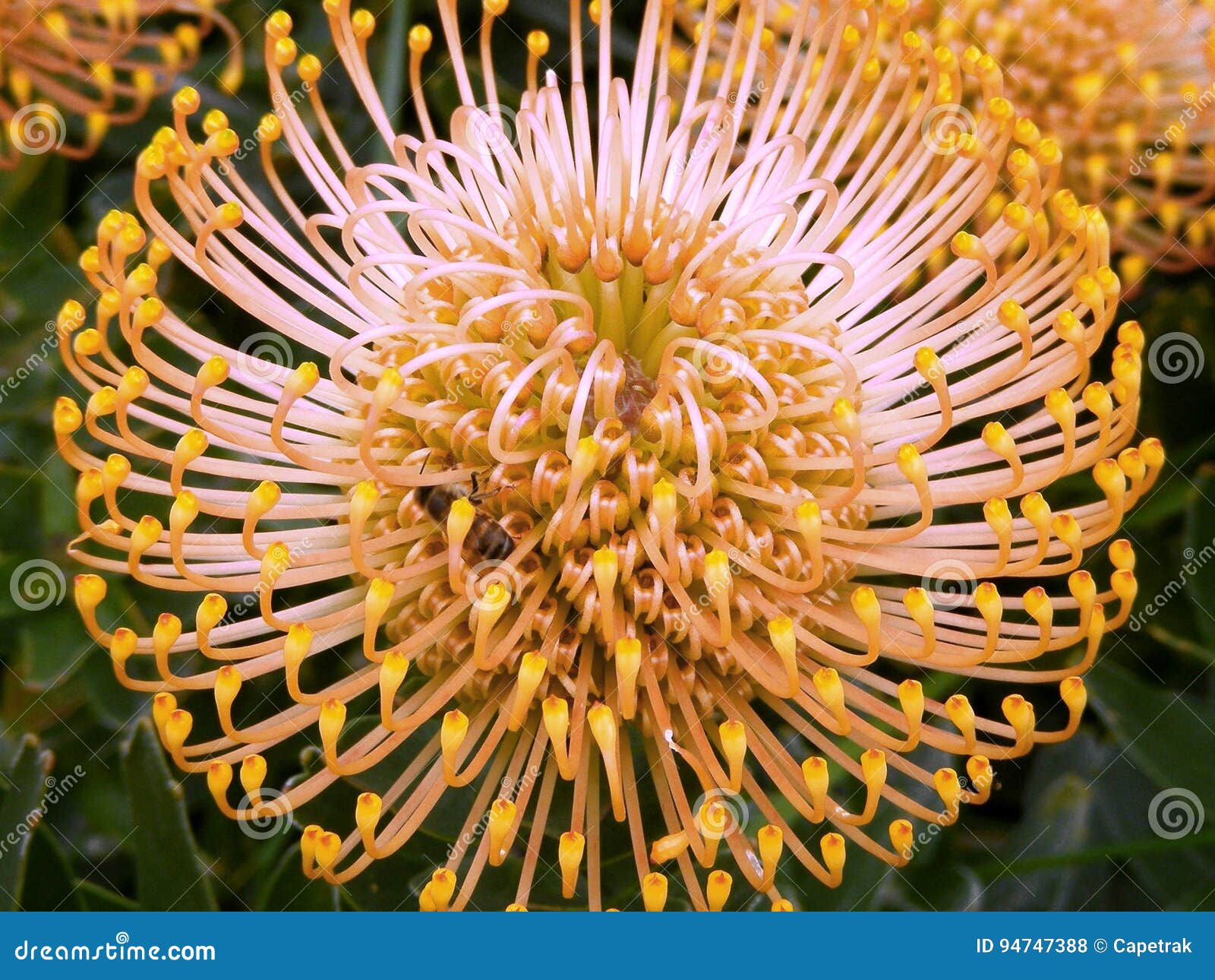 Leucospermum protea stock photo. Image of pincushion - 94747388