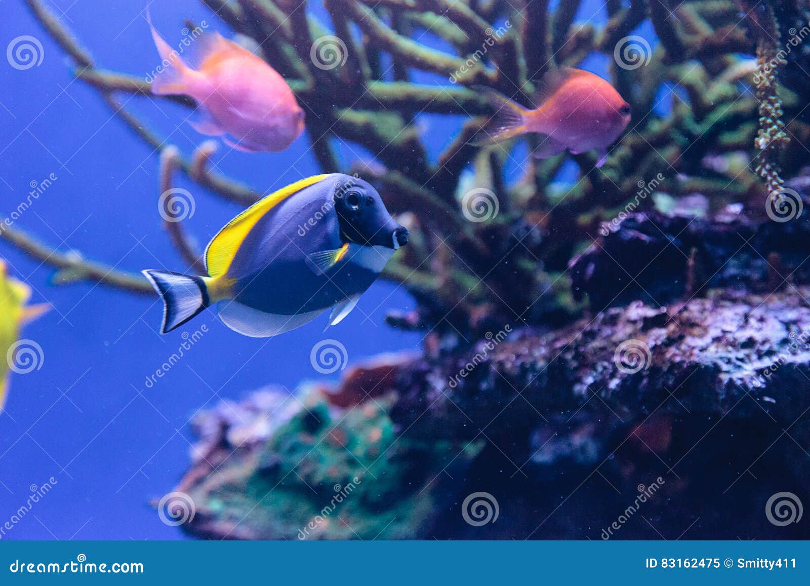 Leucosternon Powderblue Do Acanthurus Dos Peixes Da Espiga Imagem de ...