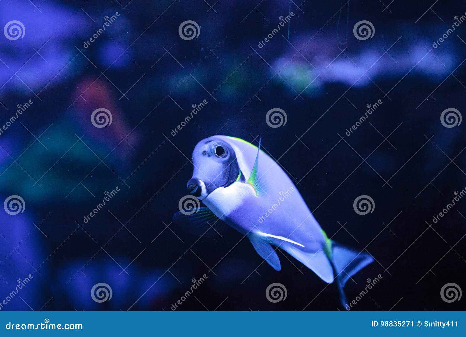 Leucosternon Powderblue Do Acanthurus Dos Peixes Da Espiga Imagem de ...