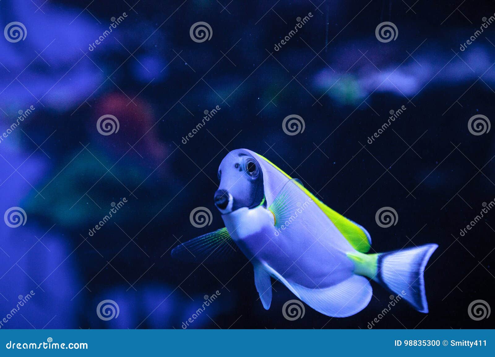 Leucosternon Powderblue Do Acanthurus Dos Peixes Da Espiga Foto de ...