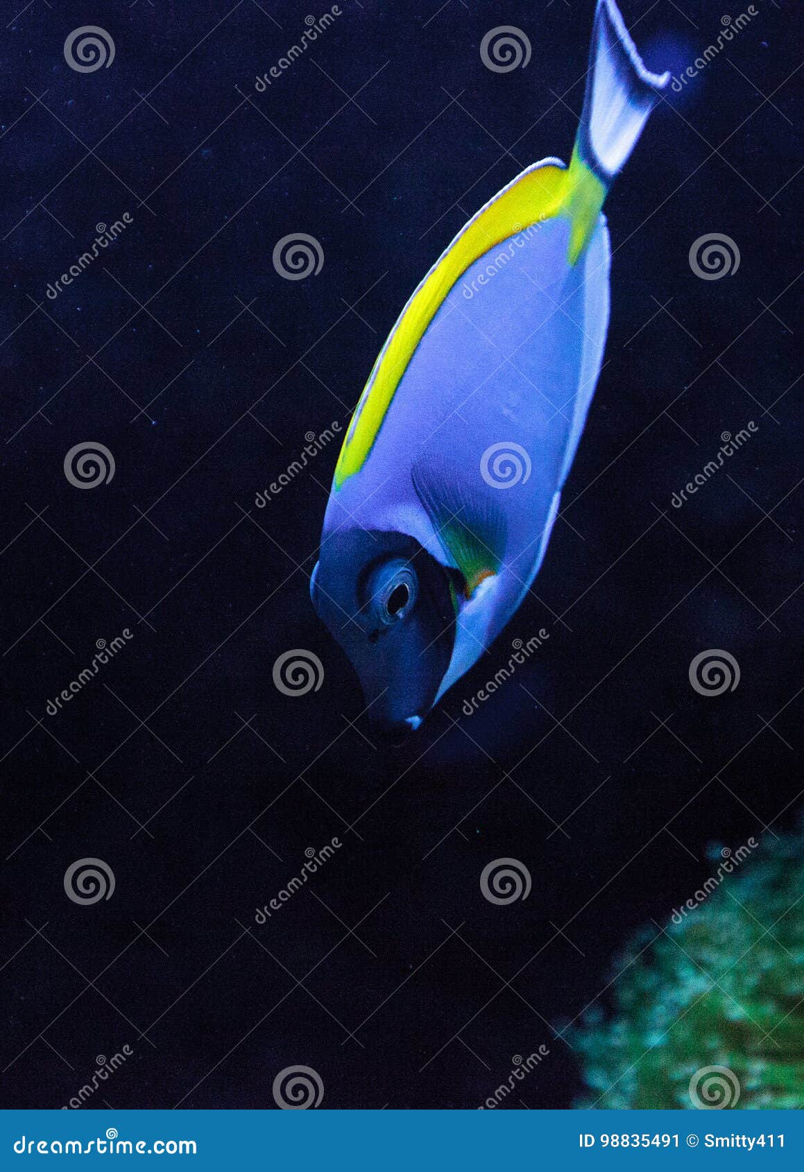 Leucosternon Powderblue Do Acanthurus Dos Peixes Da Espiga Imagem de ...