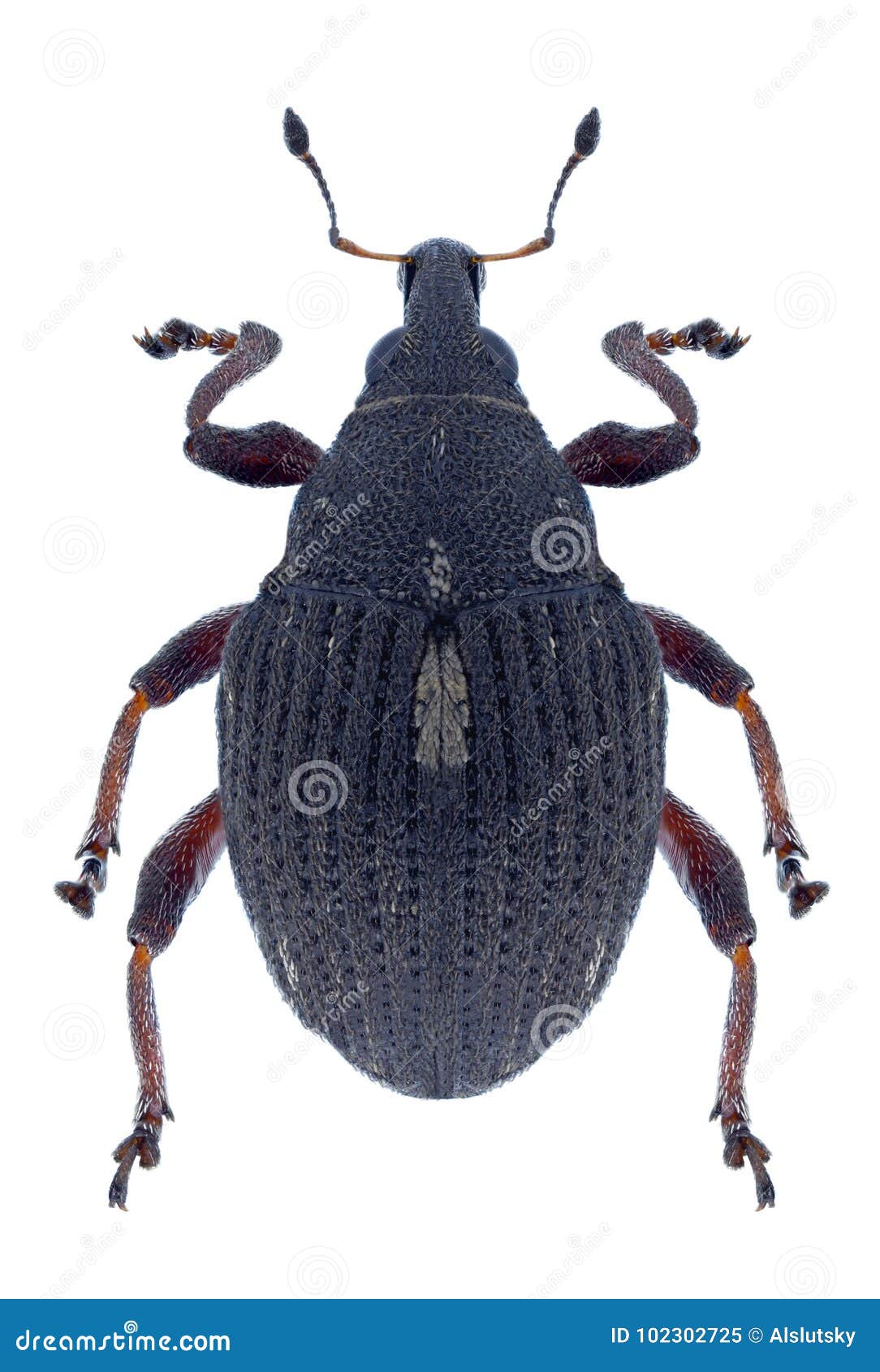 Leucostigma De Rhinoncus Del Escarabajo Imagen de archivo - Imagen de ...