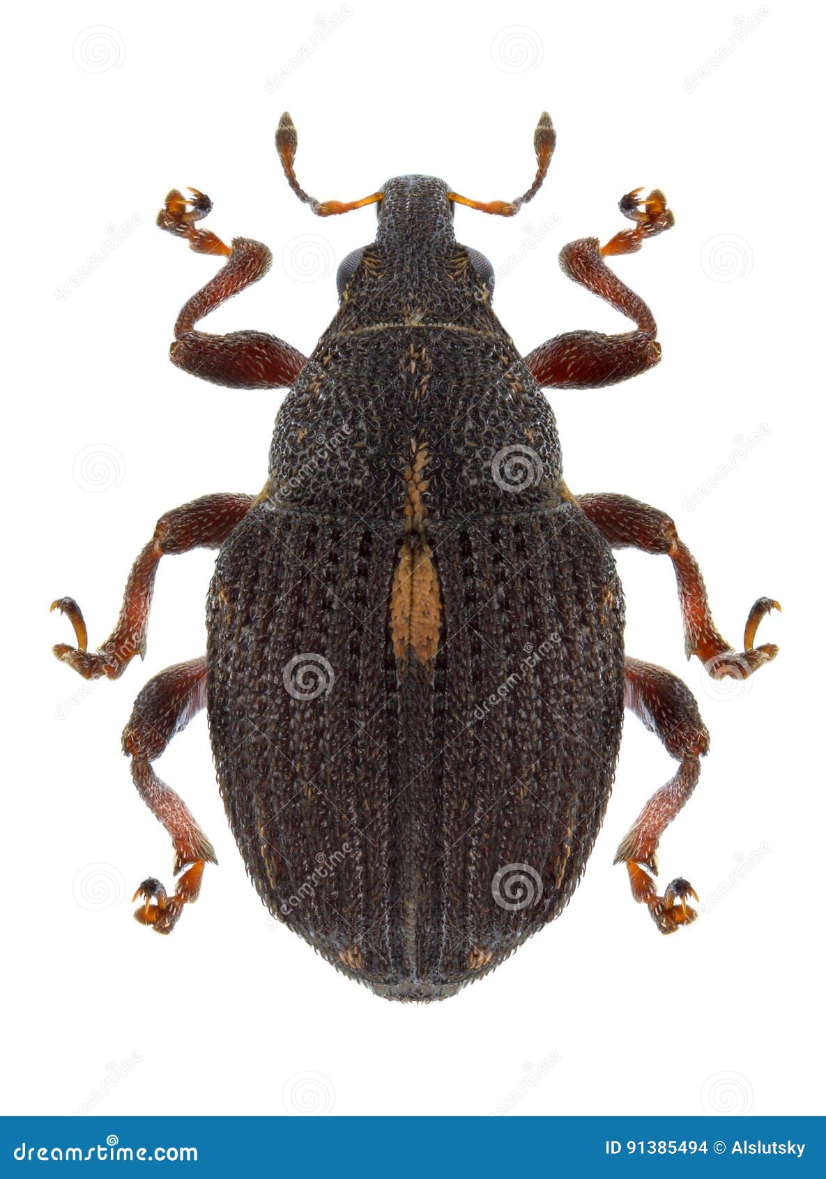 Leucostigma De Rhinoncus Del Escarabajo Foto de archivo - Imagen de ...