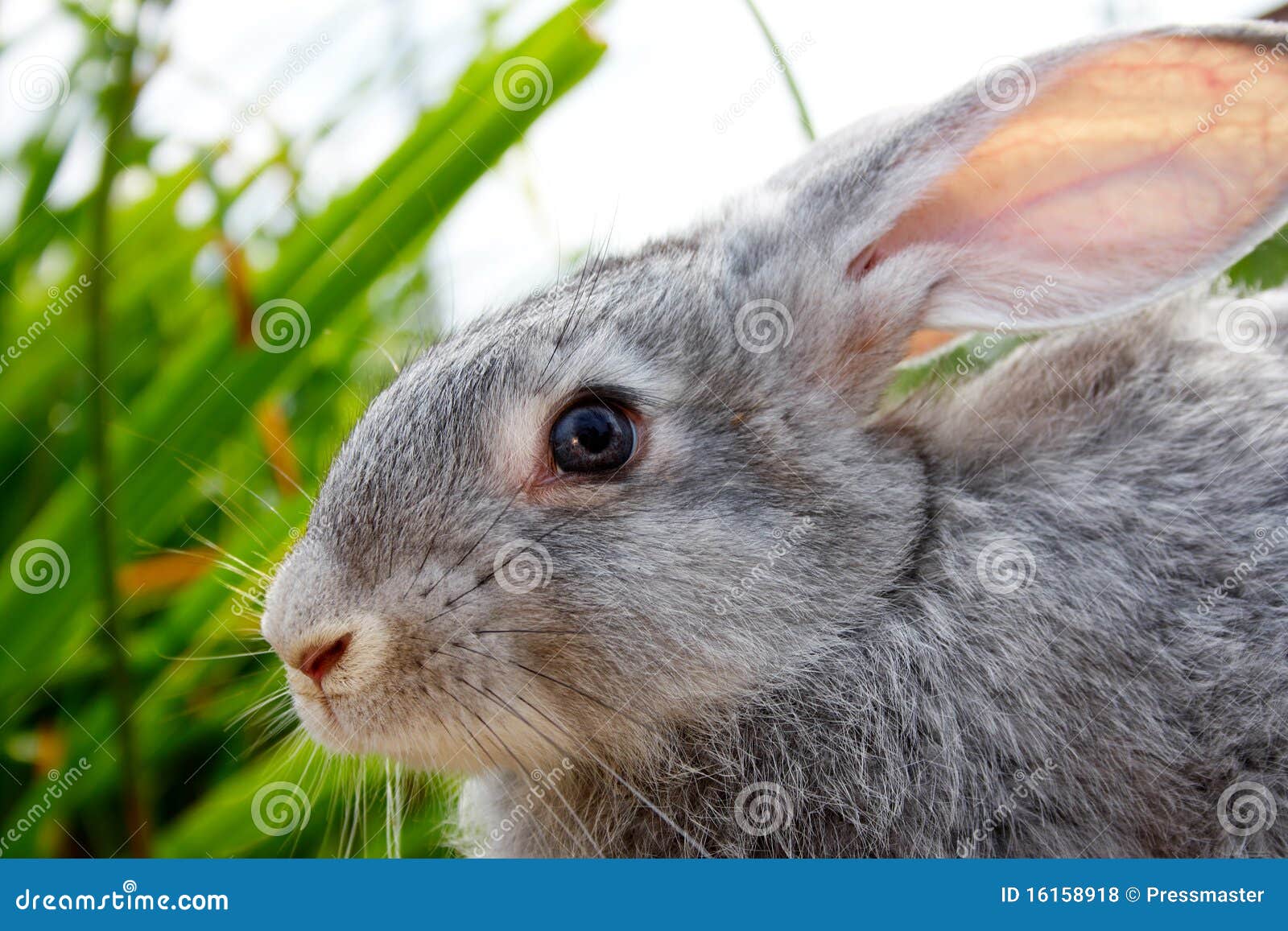 Leuk dier stock foto. Image of lepus, hazen, gebeurtenis - 16158918