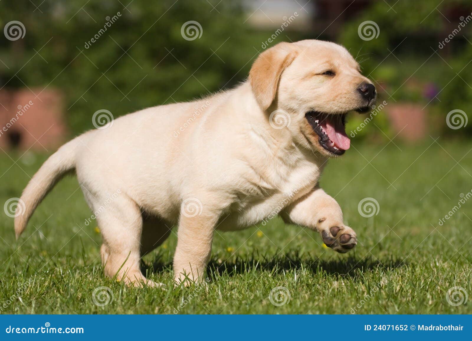 Leuk Labrador puppy stock foto. Image of labrador, leuk - 24071652