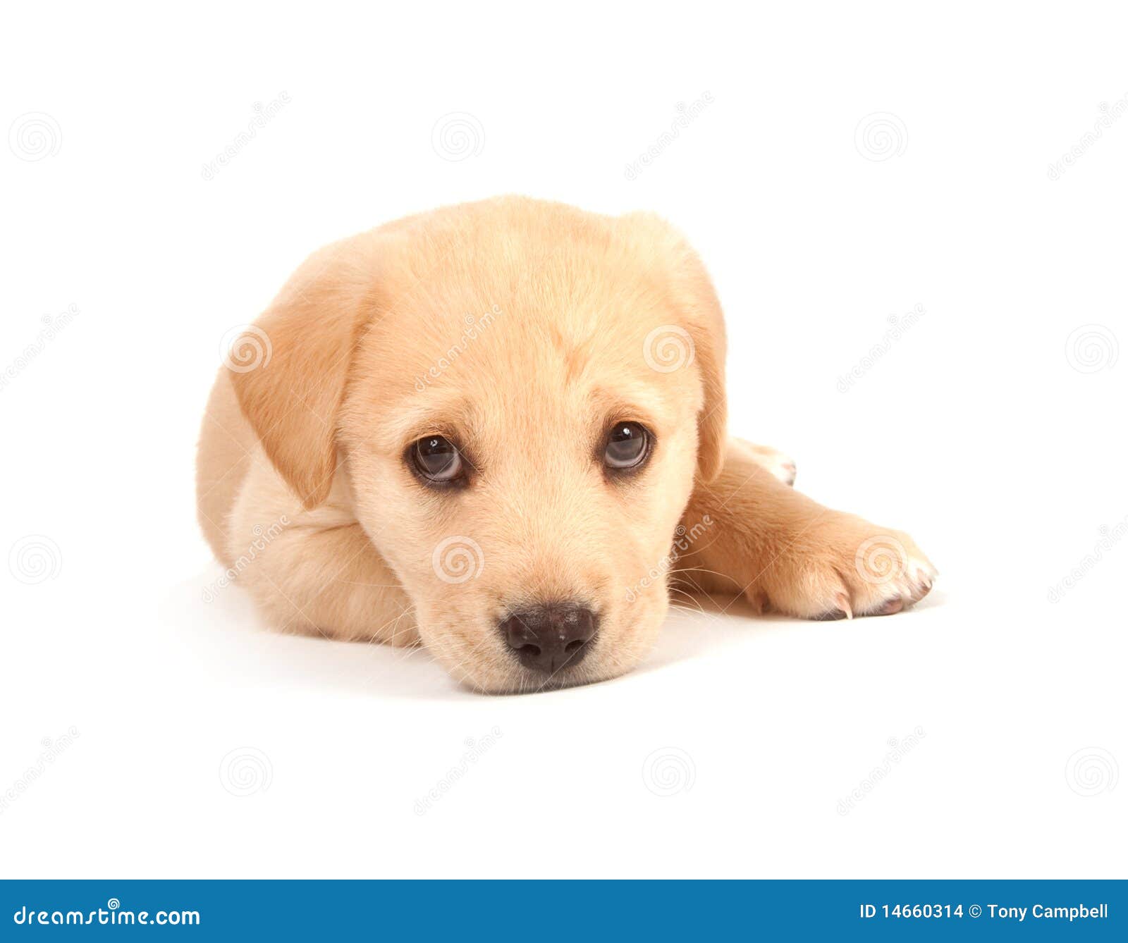 Leuk Puppy Op Witte Achtergrond Stock Foto - Image of leuk, hond: 14660314
