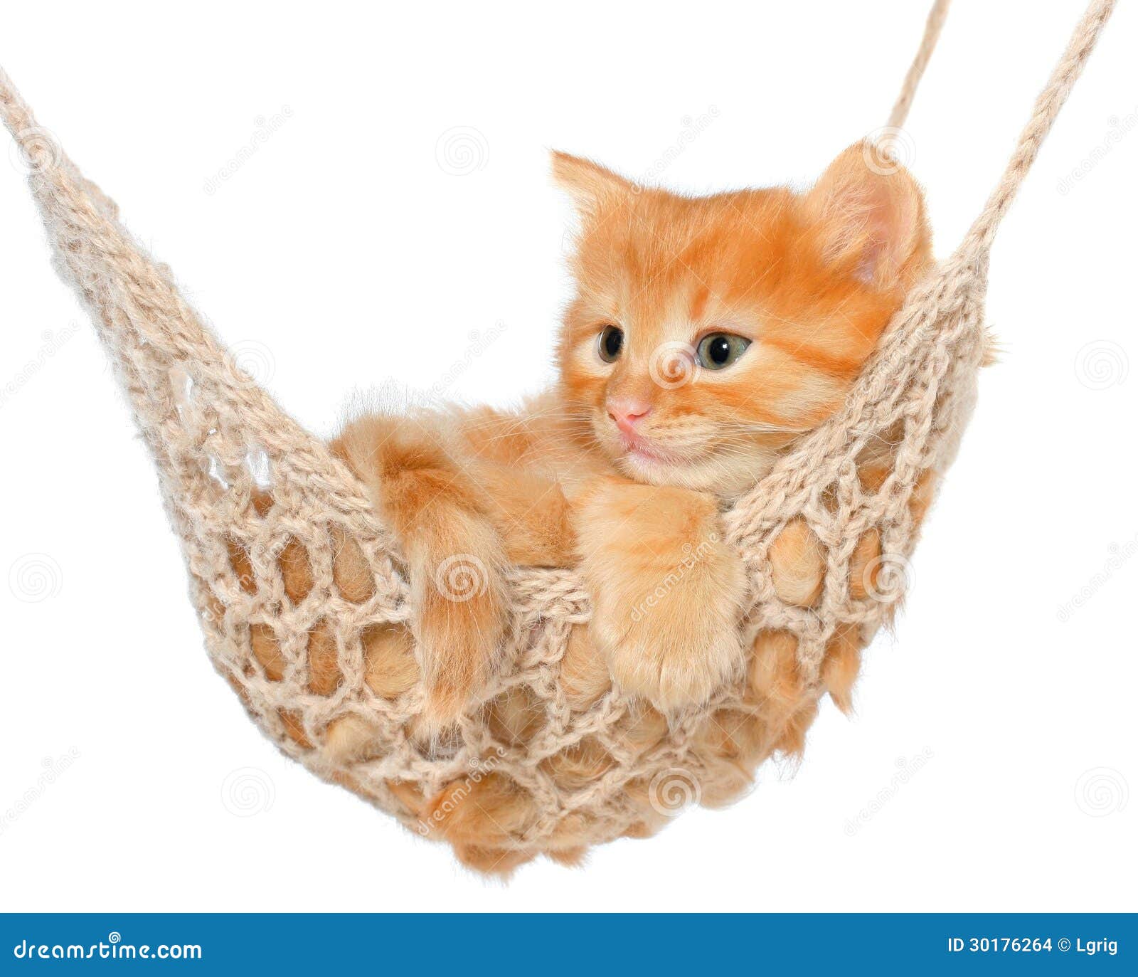 Leuk Roodharig Katje in Hangmat Stock Foto - Image of jong, katachtig ...