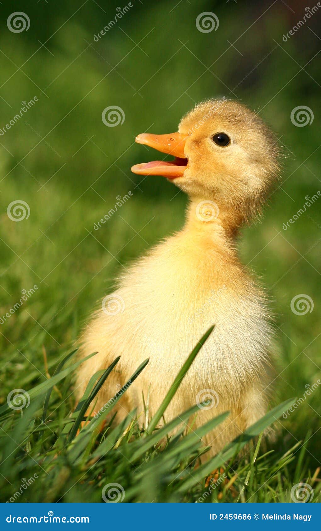 Leuk Weinig Eendje Picture. Image: 2459686