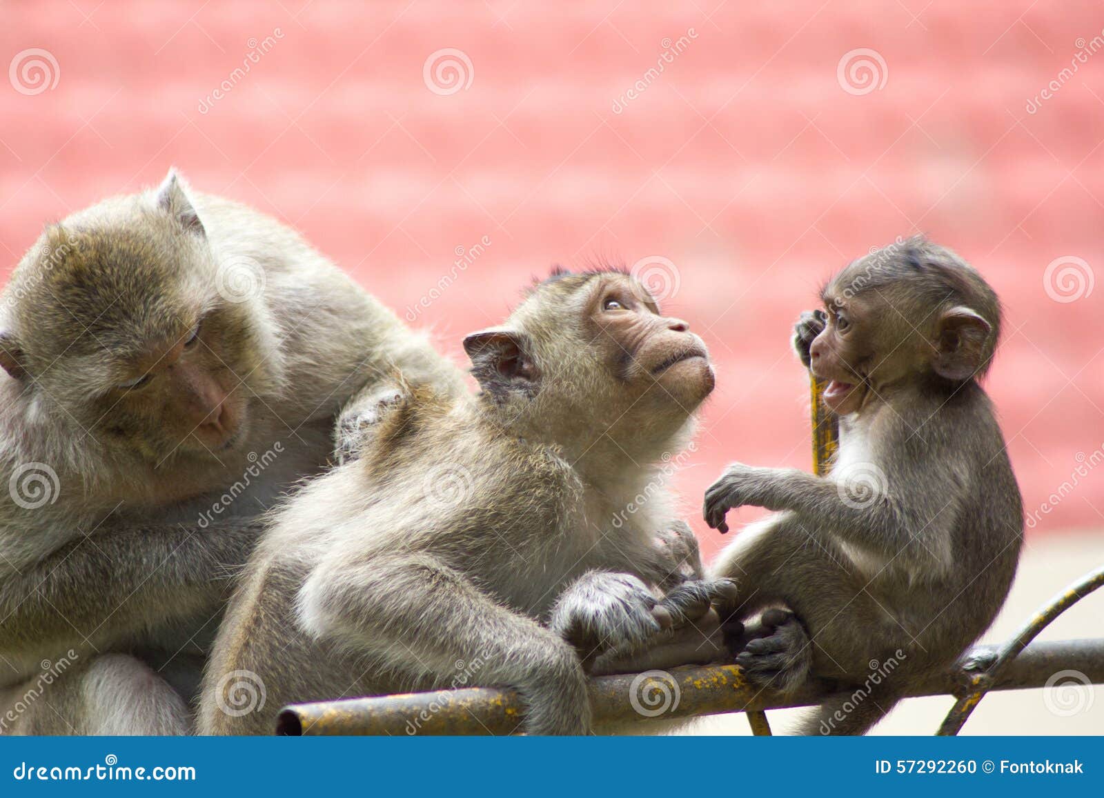 Leuke apen stock foto. Image of heet, echt, foto, naughty - 57292260