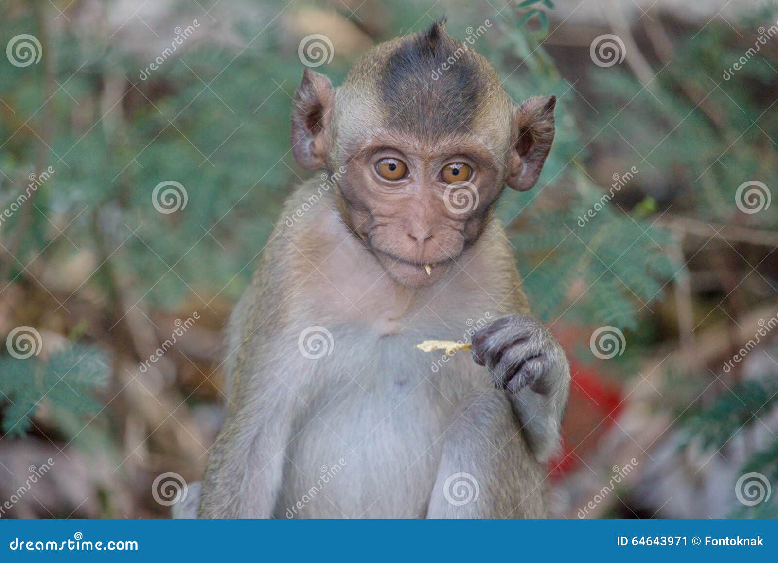 Leuke apen stock afbeelding. Image of tempel, heet, primaat - 64643971