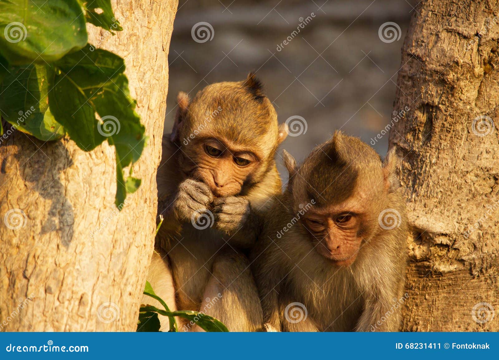 Leuke apen stock afbeelding. Image of leuk, naughty, thailand - 68231411