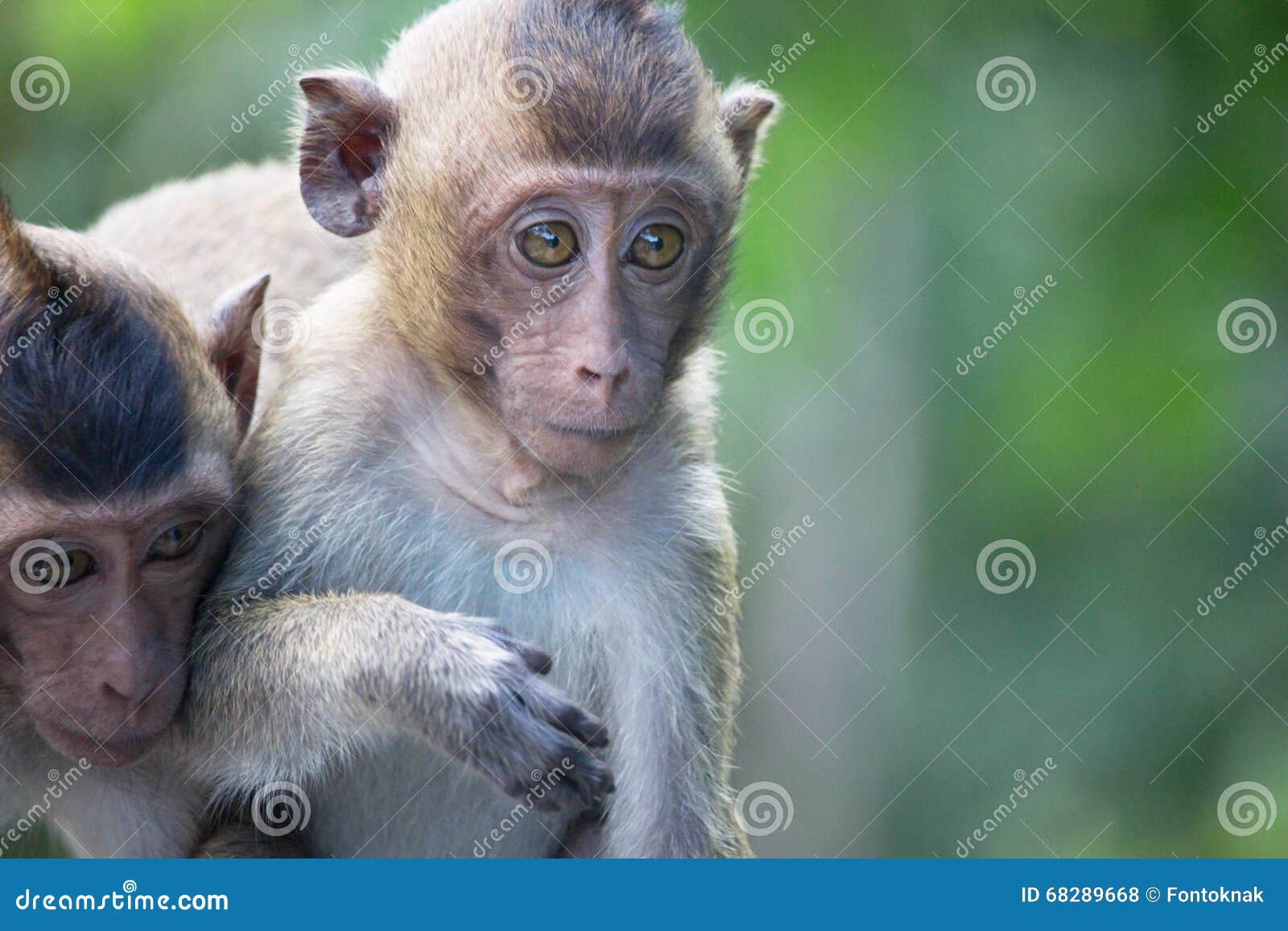 Leuke apen stock foto. Image of eten, apen, echt, tropisch - 68289668