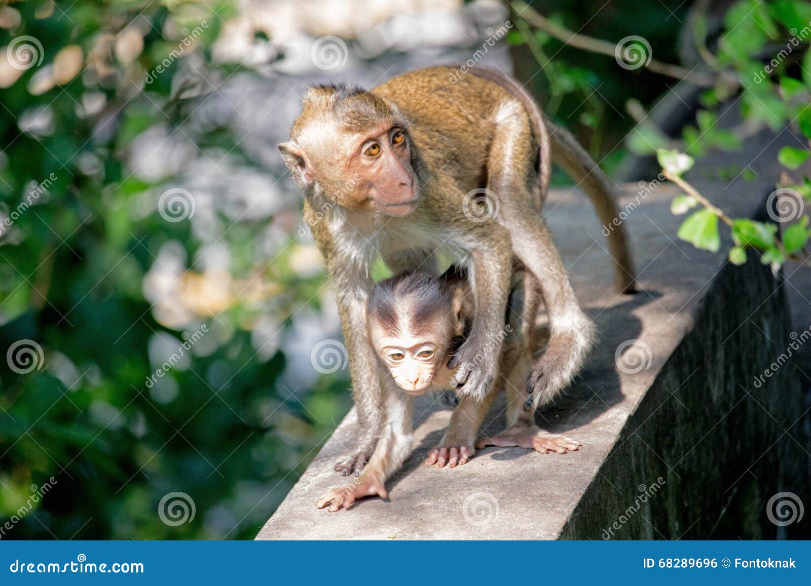 Leuke apen stock foto. Image of heet, foto, zoogdier - 68289696