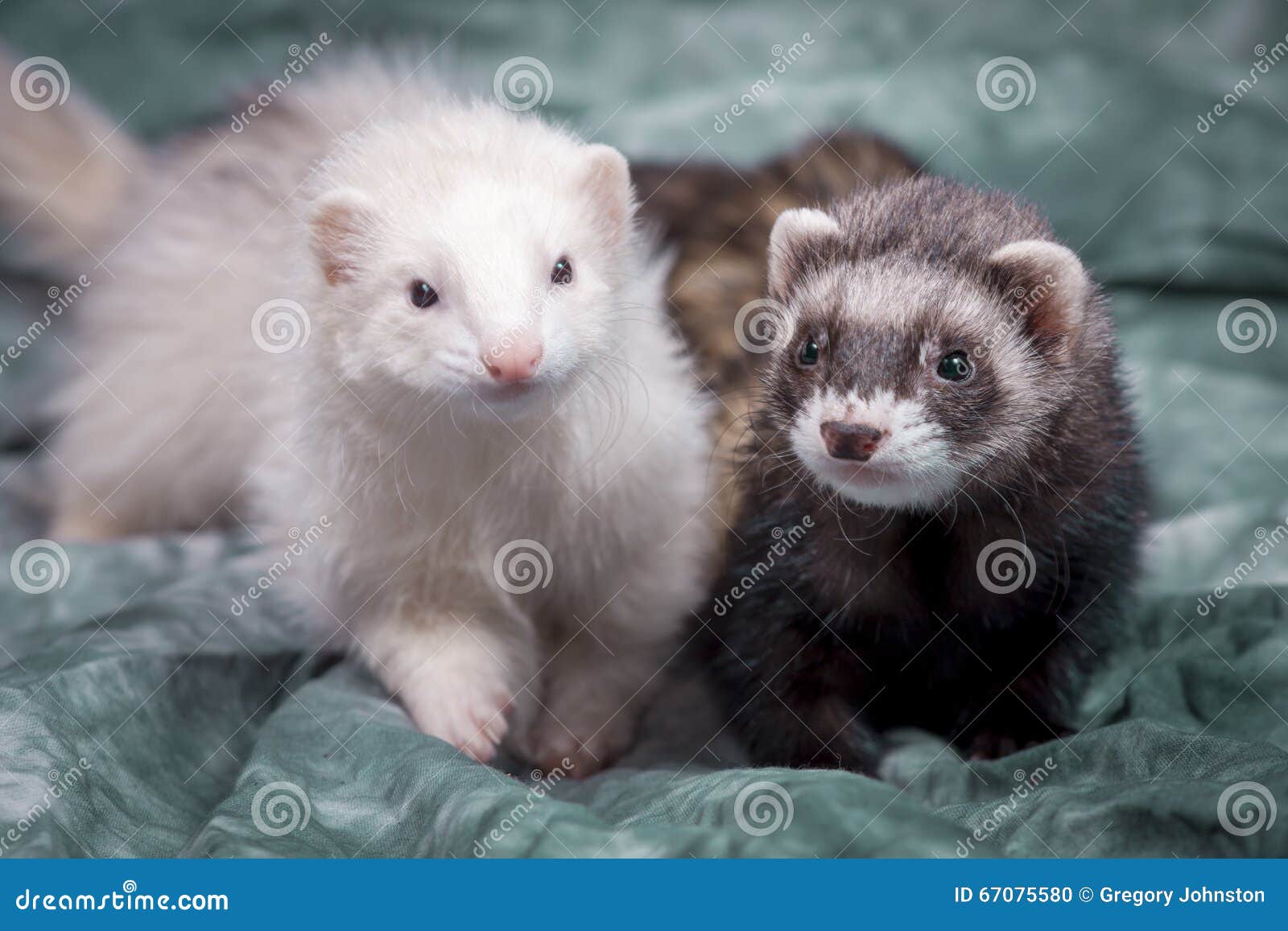 Leuke Bruine En Witte Fretten Stock Foto - Image of zoogdier, dier ...