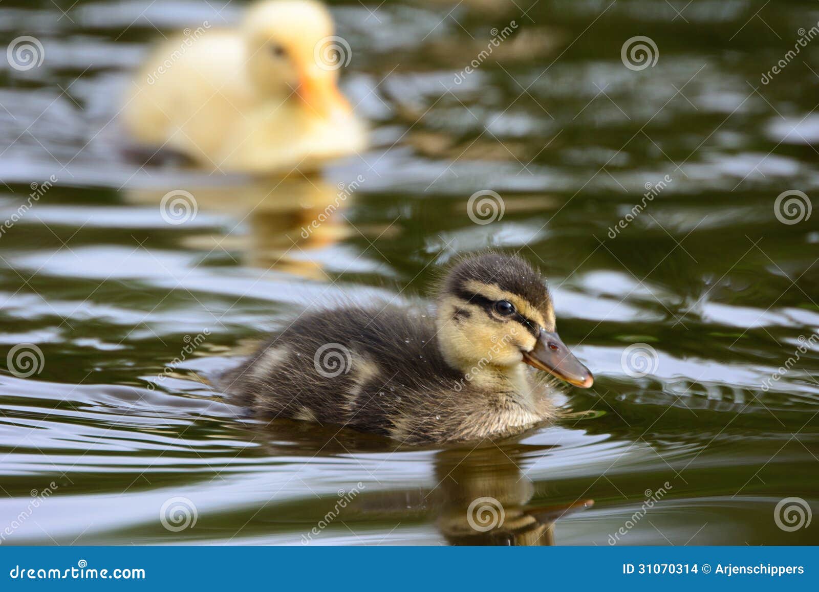 Leuke Eendjes Bij Waterrand Stock Foto - Image of meer, vogel: 31070314