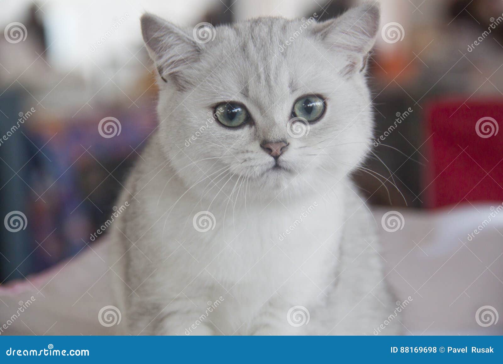 Leuke en mooie katten stock foto. Image of paar, tentoonstellen - 88169698