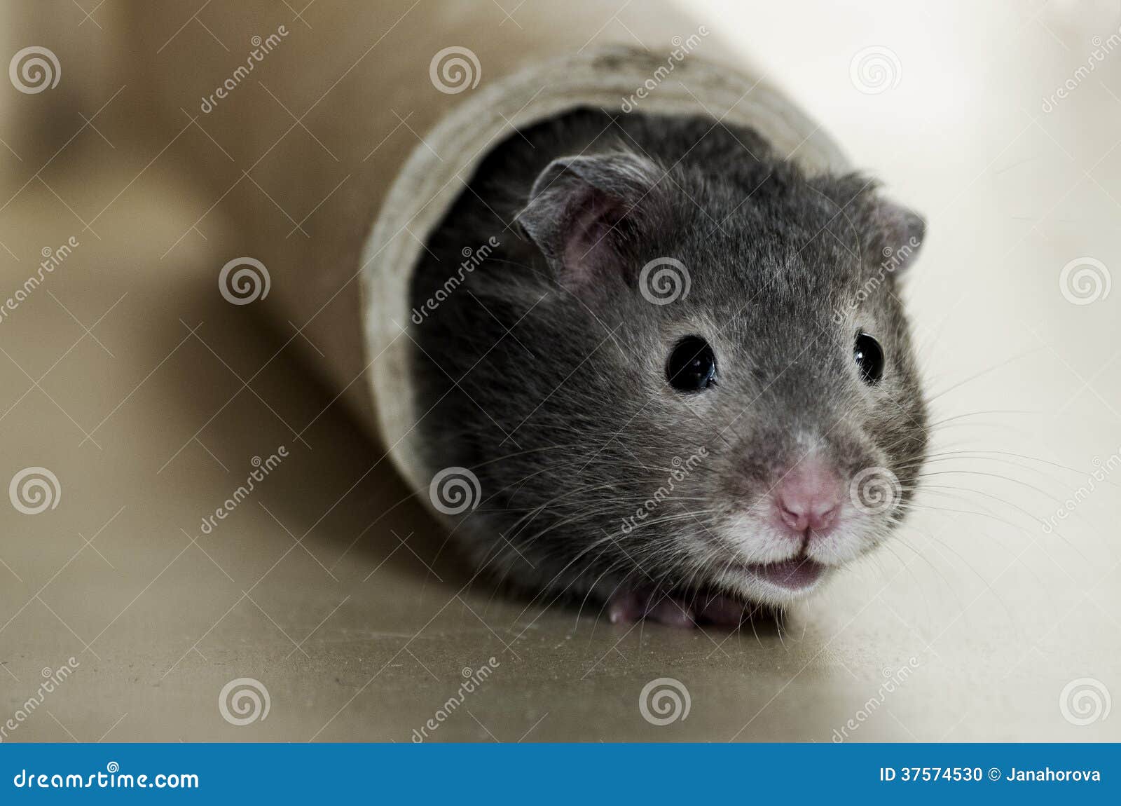 Leuke hamster stock foto. Image of huis, bruin, roze - 37574530