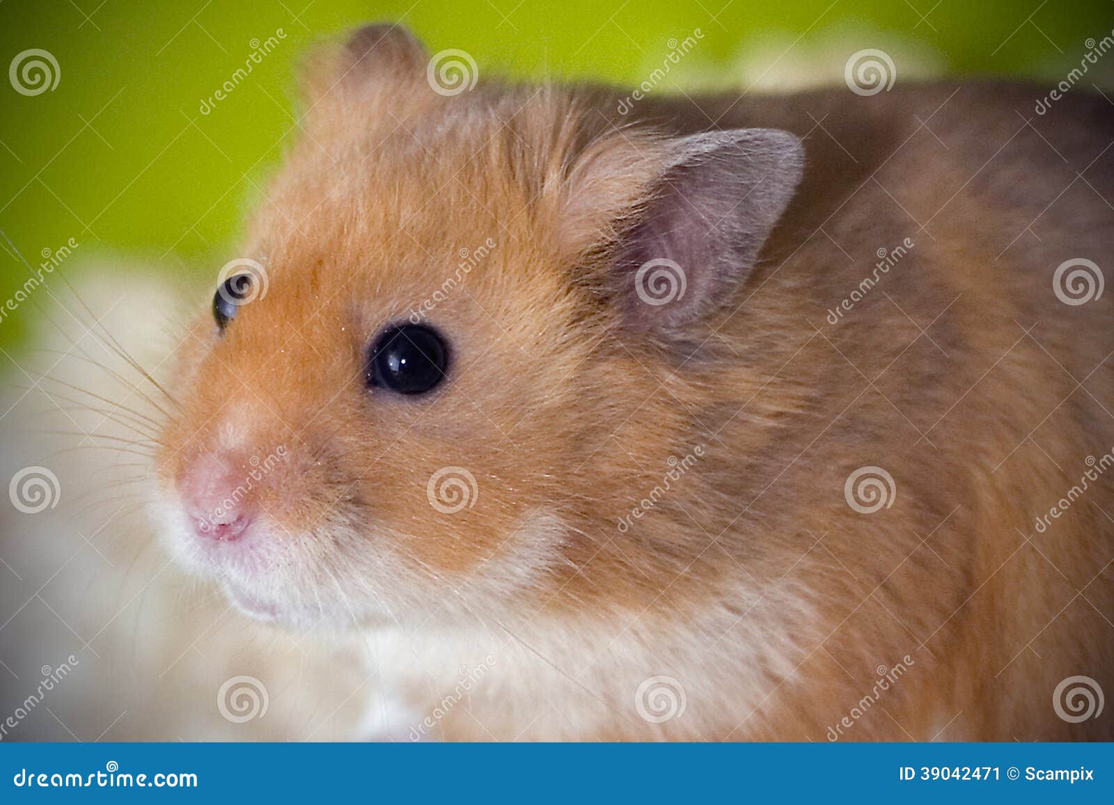 Leuke Hamster in zijn kooi stock afbeelding. Image of dier - 39042471