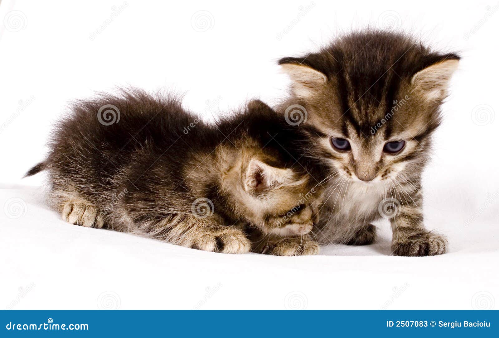 Leuke katten stock afbeelding. Image of weinig, katjes - 2507083