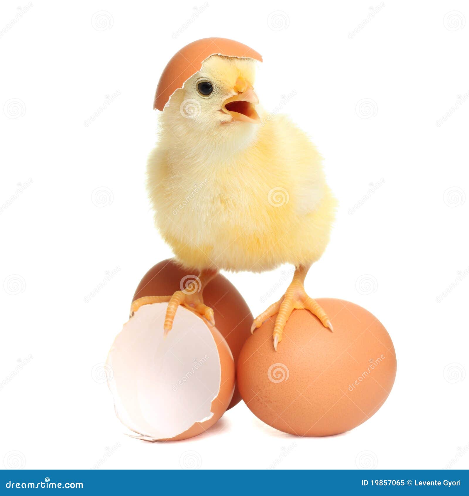 Leuke kip met eieren stock afbeelding. Image of zorg - 19857065