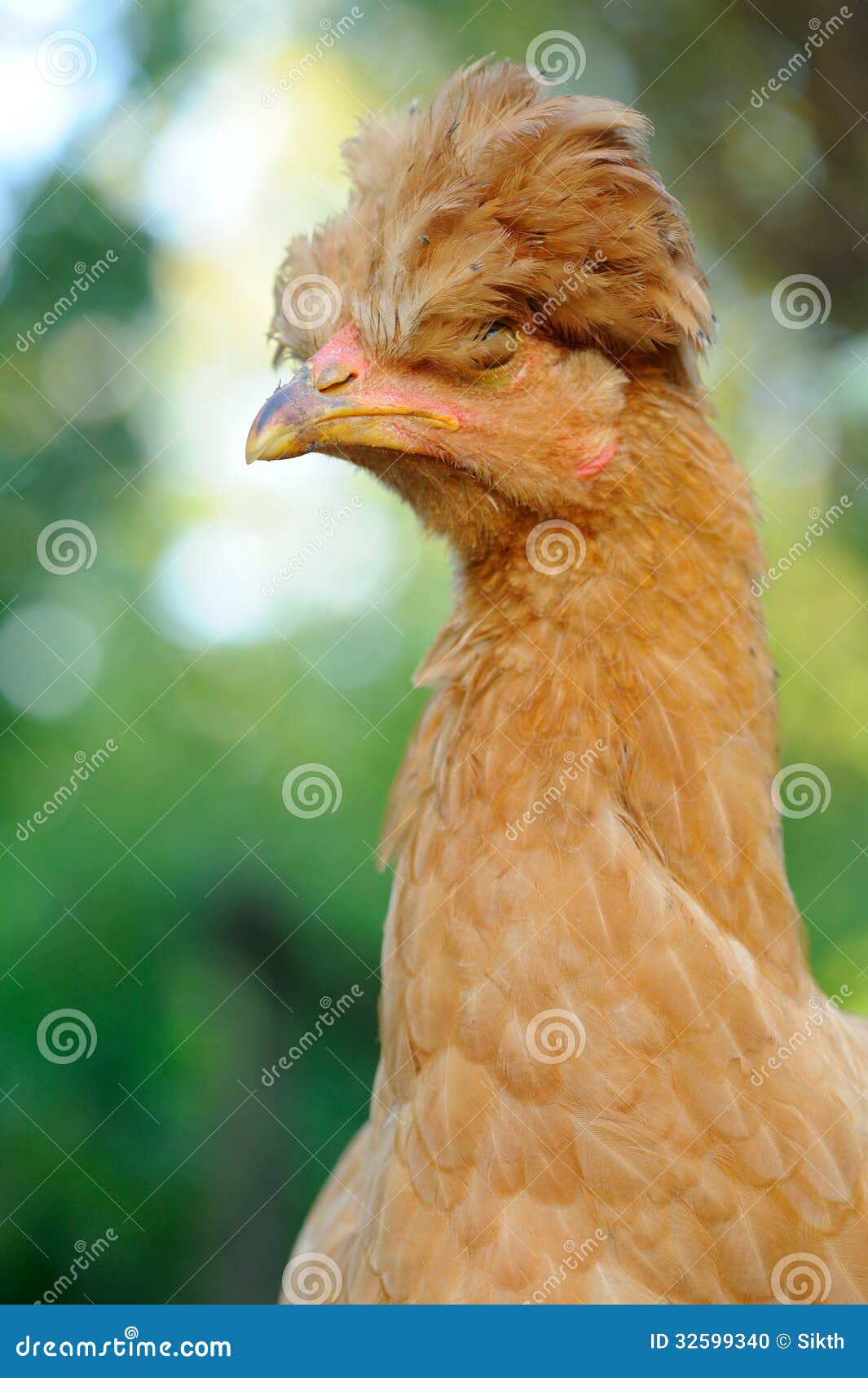 Leuke Kip Met Rode Kuif in Openlucht Stock Foto - Image of landelijk ...