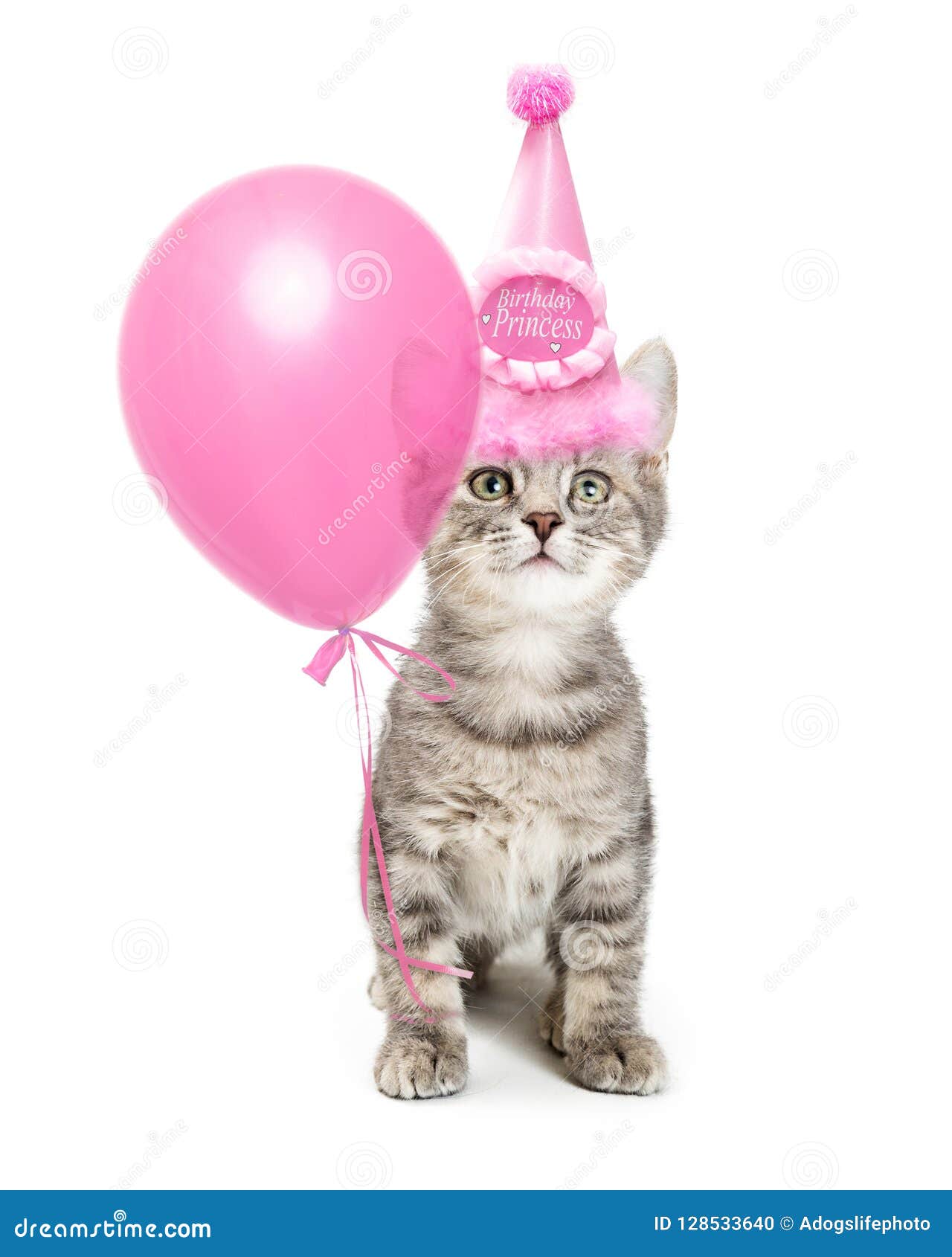 Leuke Kitten Wearing Pretty Pink Birthday-Hoed Stock Foto - Image of ...