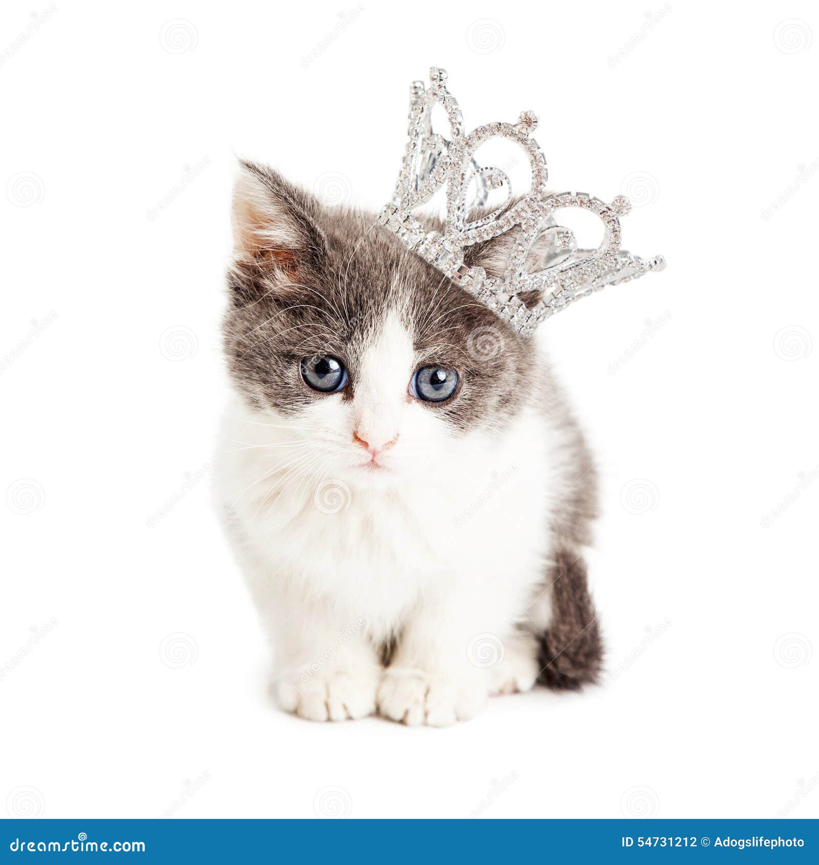 Leuke Kitten Wearing Princess Crown Stock Foto - Image of uitziend ...