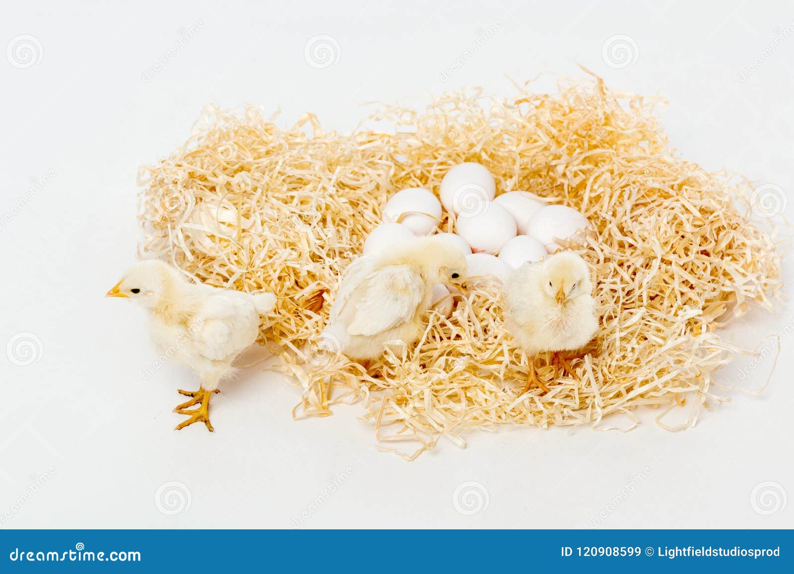 Leuke Kleine Kippen Op Nest Met Eieren Stock Afbeelding - Image of ...