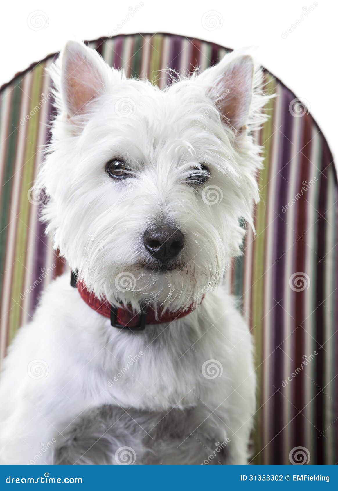 Leuke kleine witte hond stock foto. Image of stoel, hooglanden - 31333302