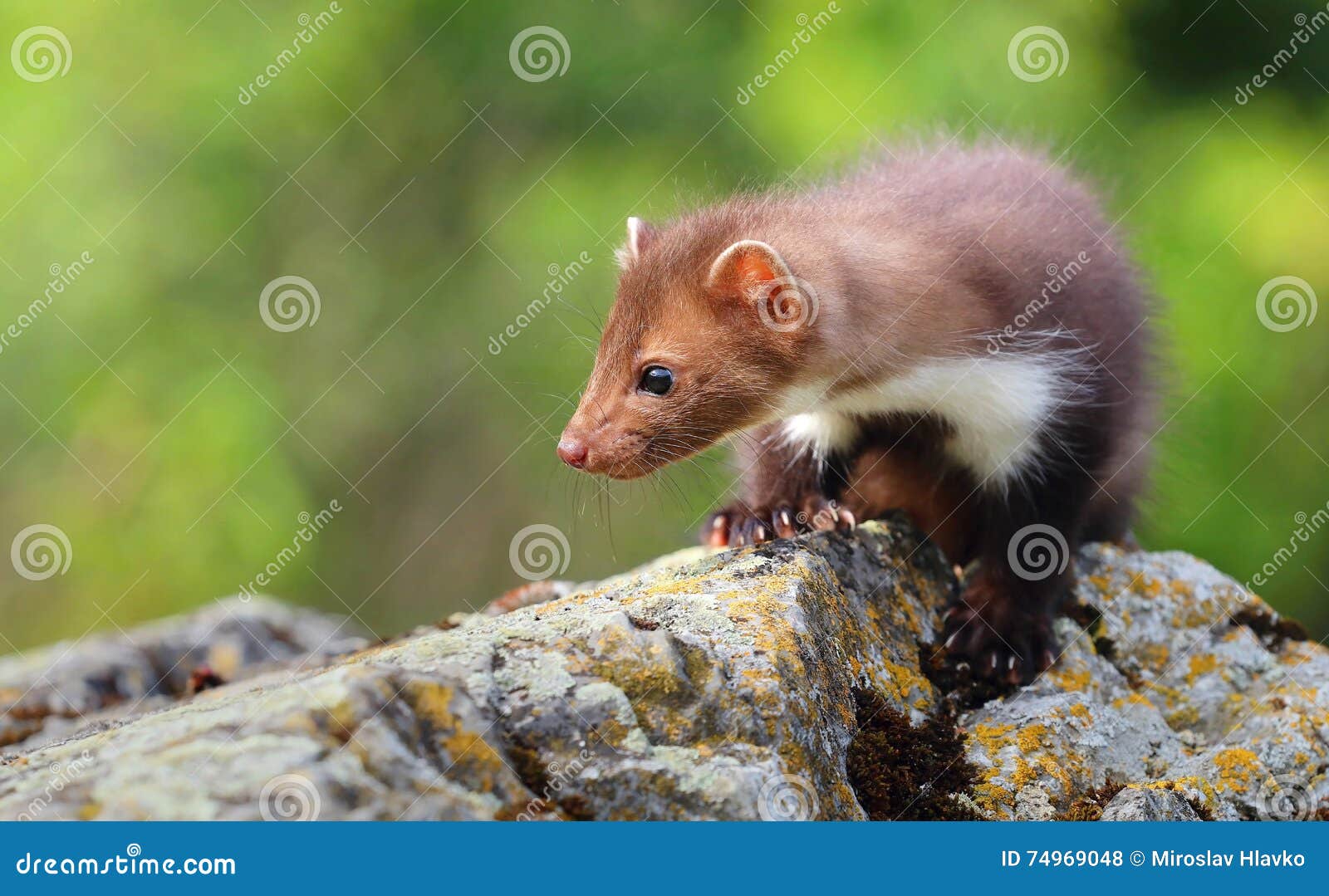 Leuke marter op steen stock foto. Image of baby, welp - 74969048