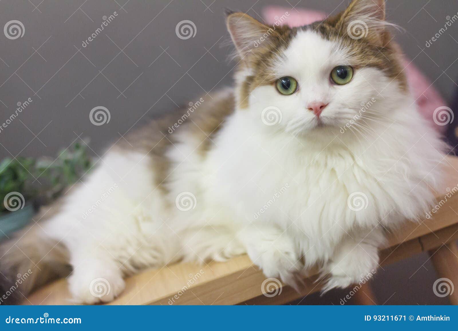 Leuke Munchkin-kat in Witte En Bruine Haarkleur Stock Afbeelding - Image of beige, alarm: 93211671