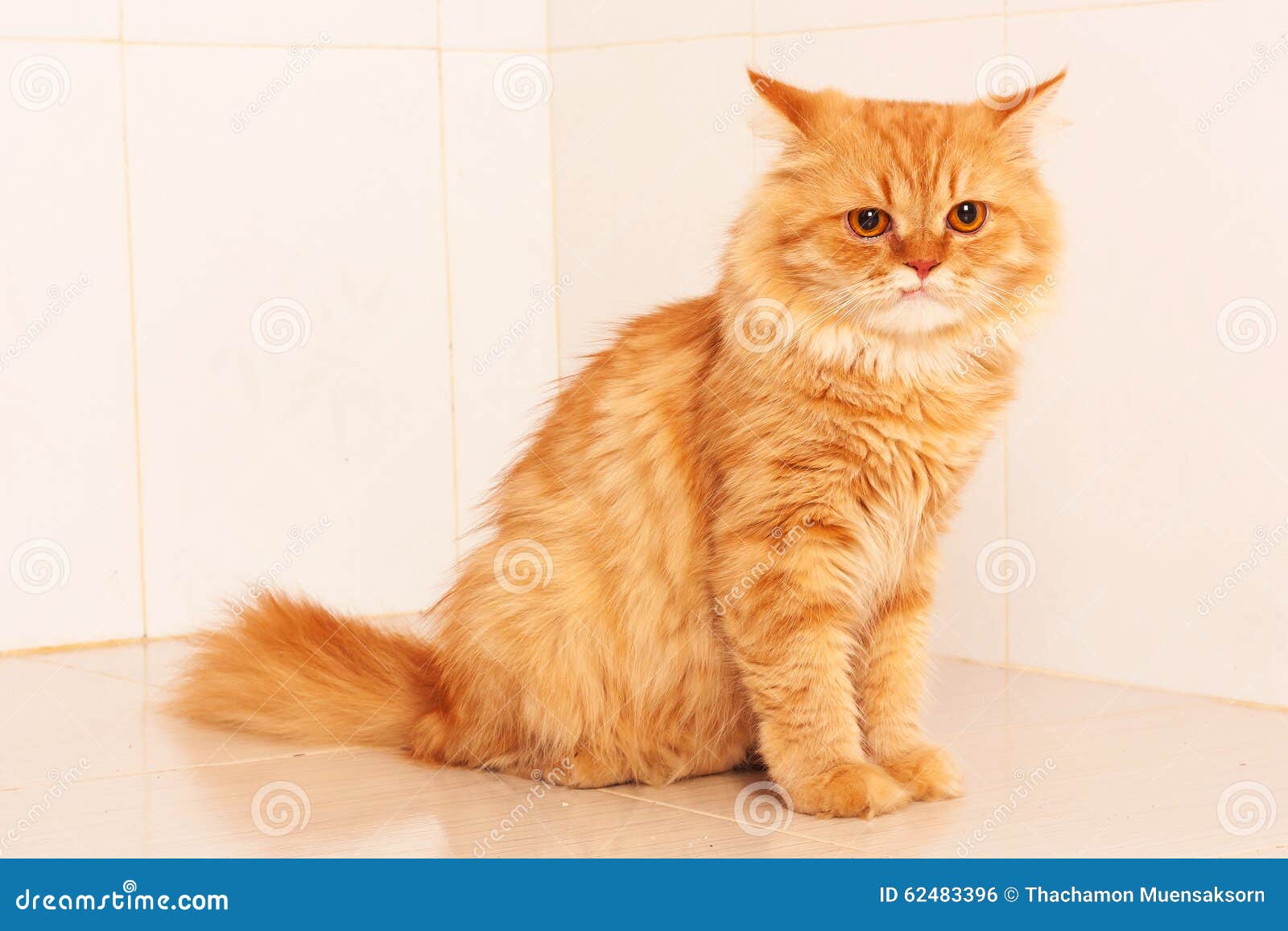 Leuke oranje Perzische kat stock foto. Image of verticaal - 62483396