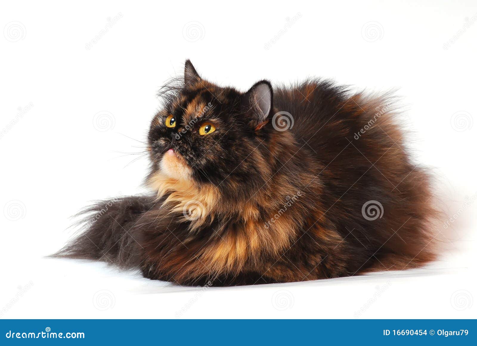 Leuke Perzische kat stock foto. Image of katachtig, vriend - 16690454