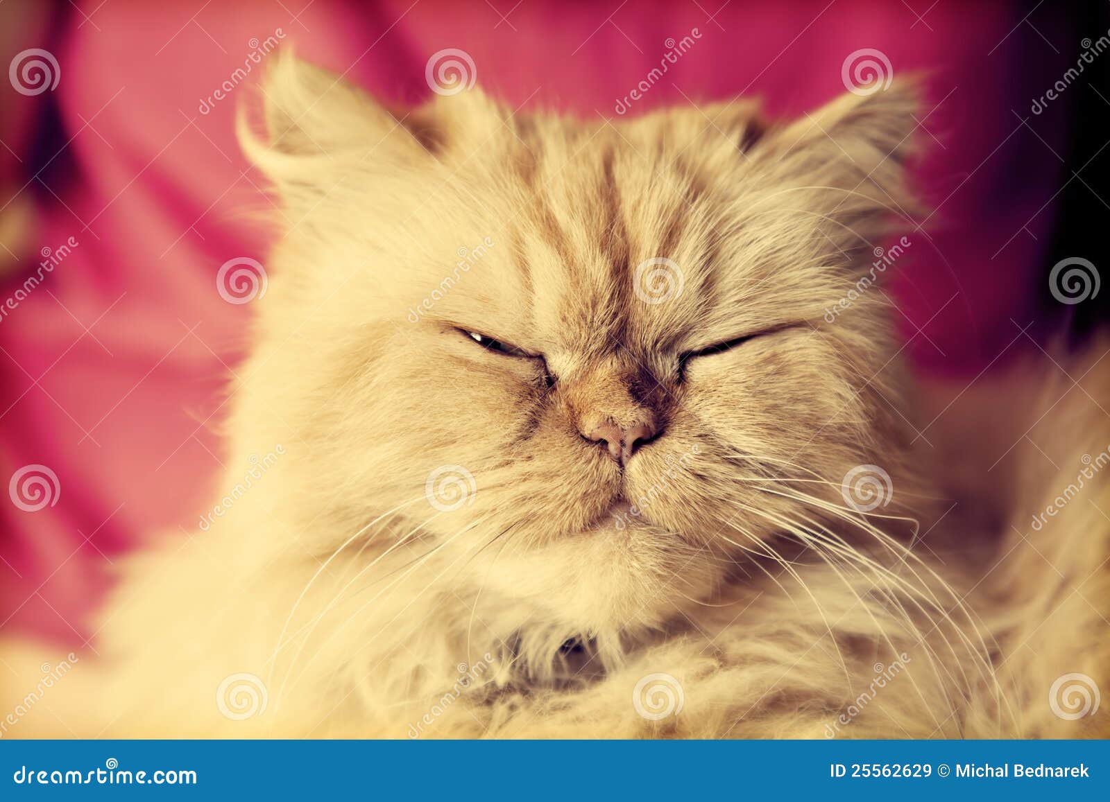 Leuke Perzische Kat Die Ontspannen Kijkt Stock Afbeelding - Image of ...