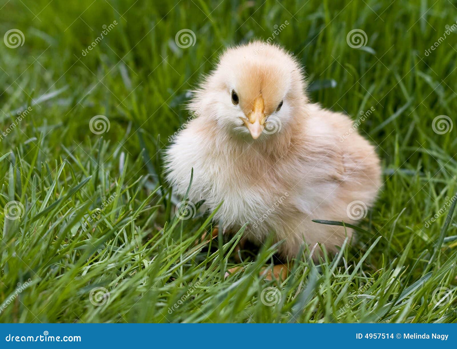 Leuke Pluizige Kip Picture. Image: 4957514