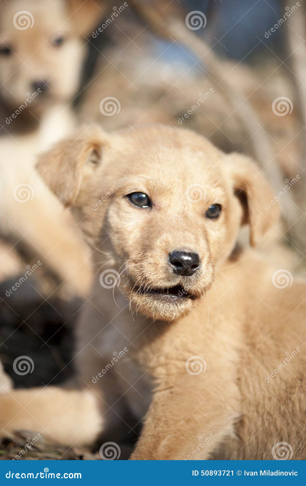 Leuke puppy stock afbeelding. Image of dier, nieuwsgierigheid - 50893721